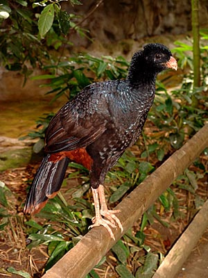 Passarinhos: Mutum-do-norte – Mitu tomentosum