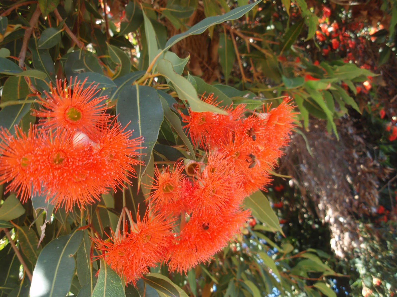 Garden Gatherings: The Prettiest Flowering Gum?