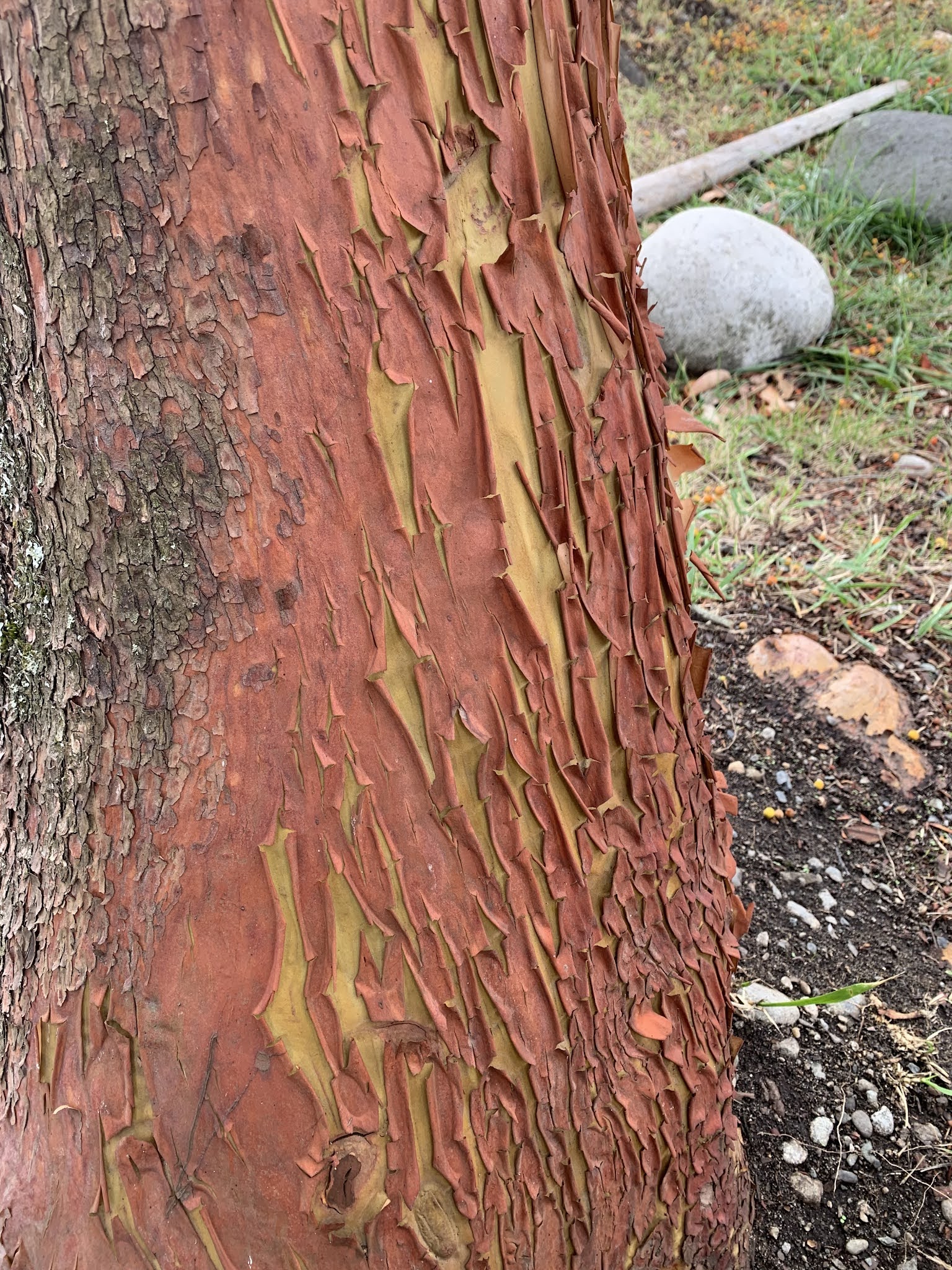 Anacortes Sketchers: 2021