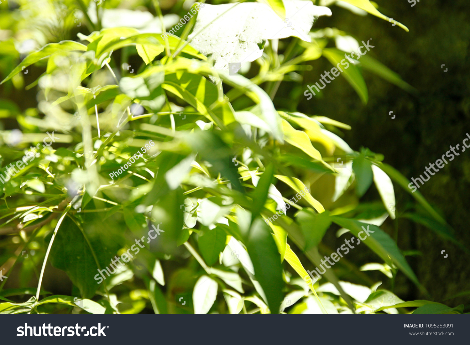 Remarkable health benefits of lagundi