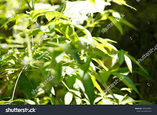 Remarkable health benefits of lagundi