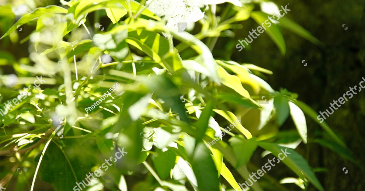 Remarkable health benefits of lagundi