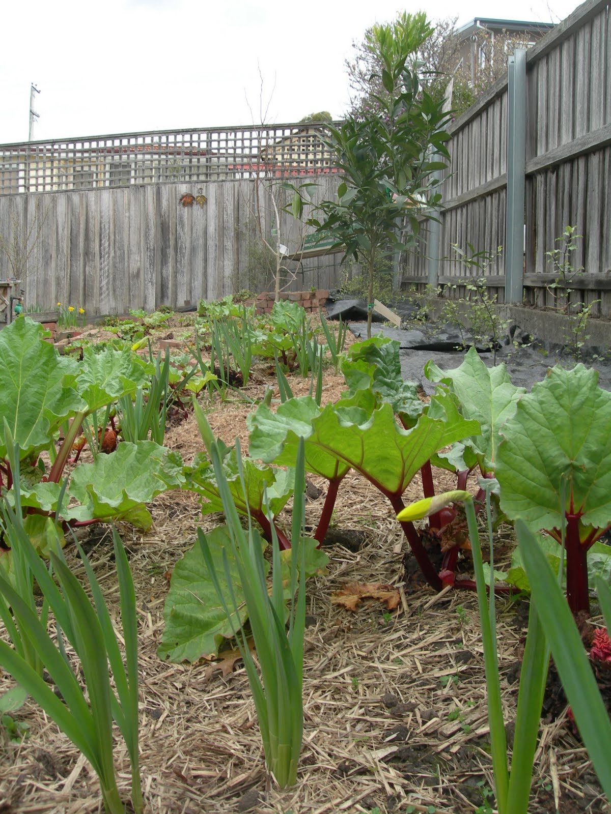 Polystyrene Garden Junkie: 2011