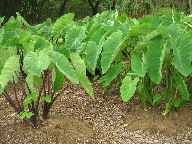 Cultivation of Edible Arum or Arvi in India ; A complete Information ...