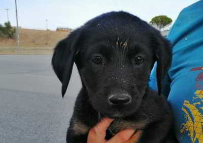 Cachorras mix pastor con Labrador en adopción - Barcelona