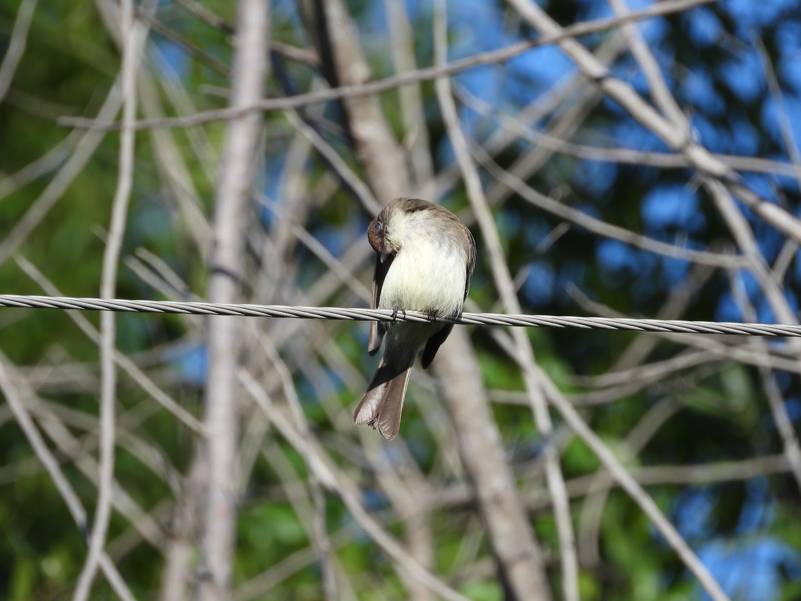 Bird & Travel Photos, Birding Sites, Bird Information: EASTERN PHOEBE ...