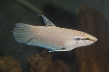 Schallers Mouthbrooder - Betta schalleri ~ Nice Betta