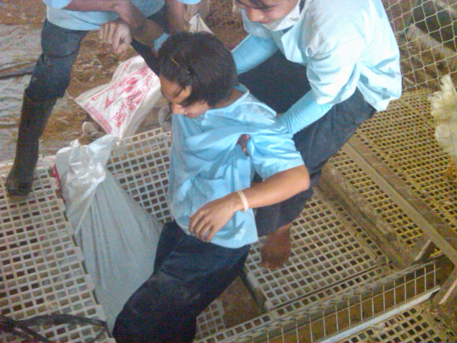 pt panca patriot prima: panca patriot prima