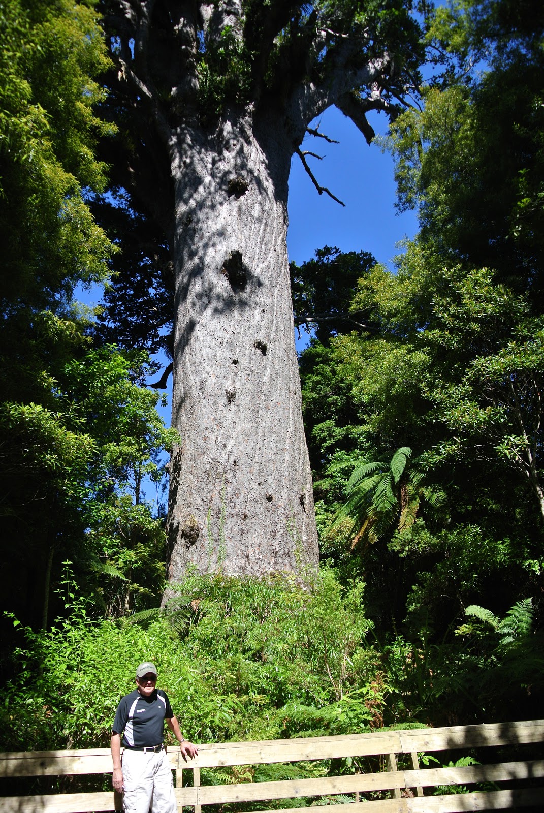 Search, Ponder & the Pacific: A New Year in New Zealand