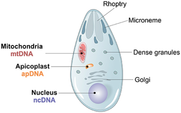 Fort Lewis College: Parasitology: The Apicoplast: What it is and Why it’s Important