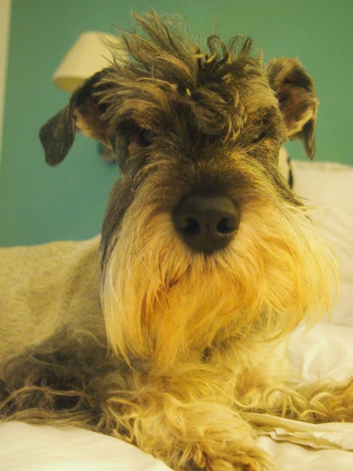 Conversaciones con Rex: Un perro con barba