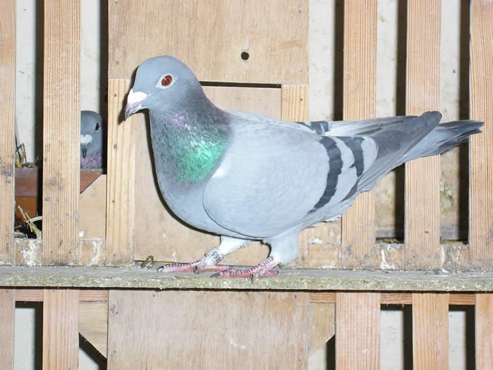 nieripigeons-Mexico-palomas mensajeras: Entrevista : Jaime Juarez Damaso