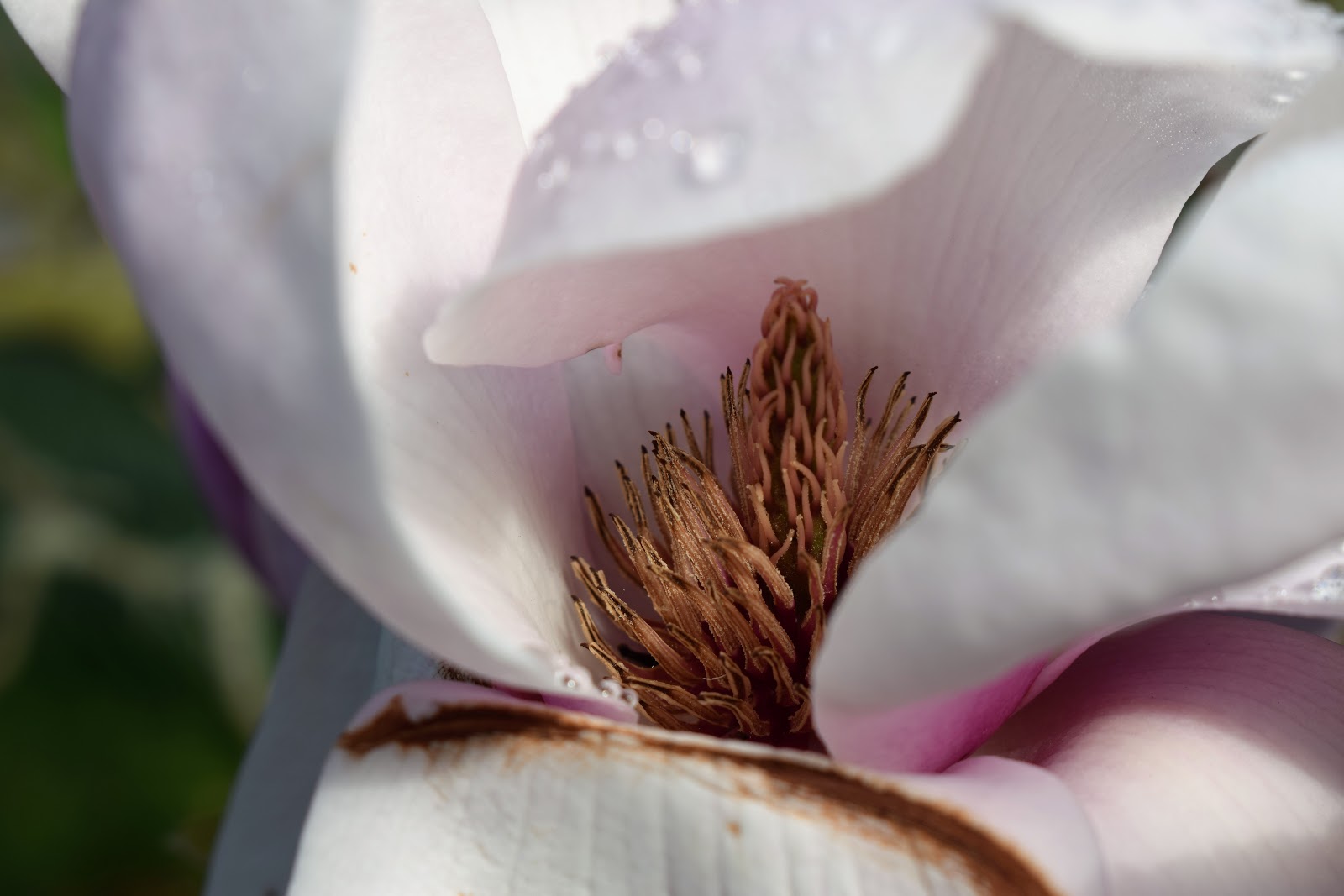 Fernando Ruz: Magnolias y estrellas