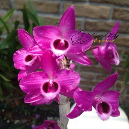 Nhánh hoa lan rừng