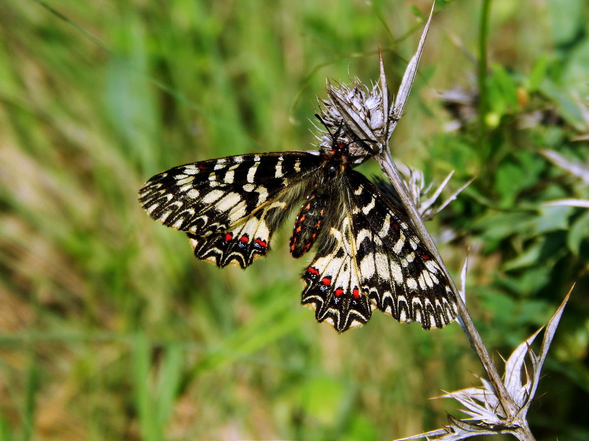 anta | Photography: Leptiri Srbije