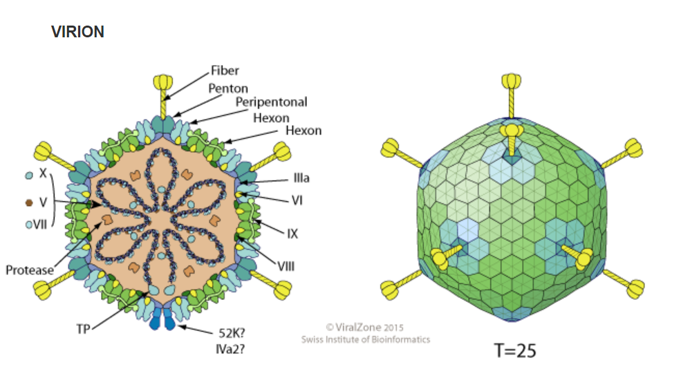 BIOLOGIA PARA A VIDA : CARACTERÍSTICAS DOS VÍRUS