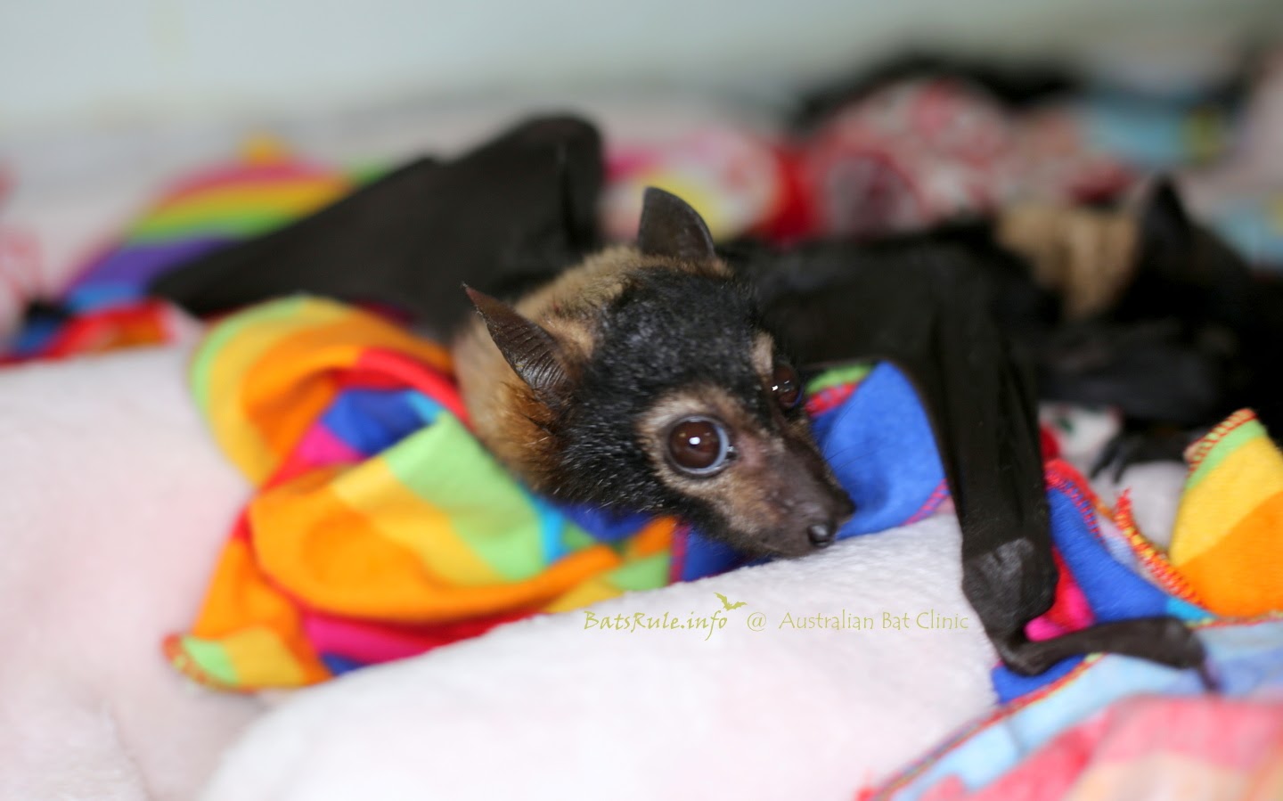 Rehab | Cairns Qld Megabat babies Spectacled in care, Pteropus ...