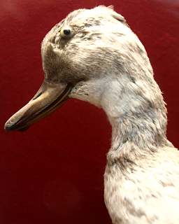 Labrador Duck ~ World Extinct Animals