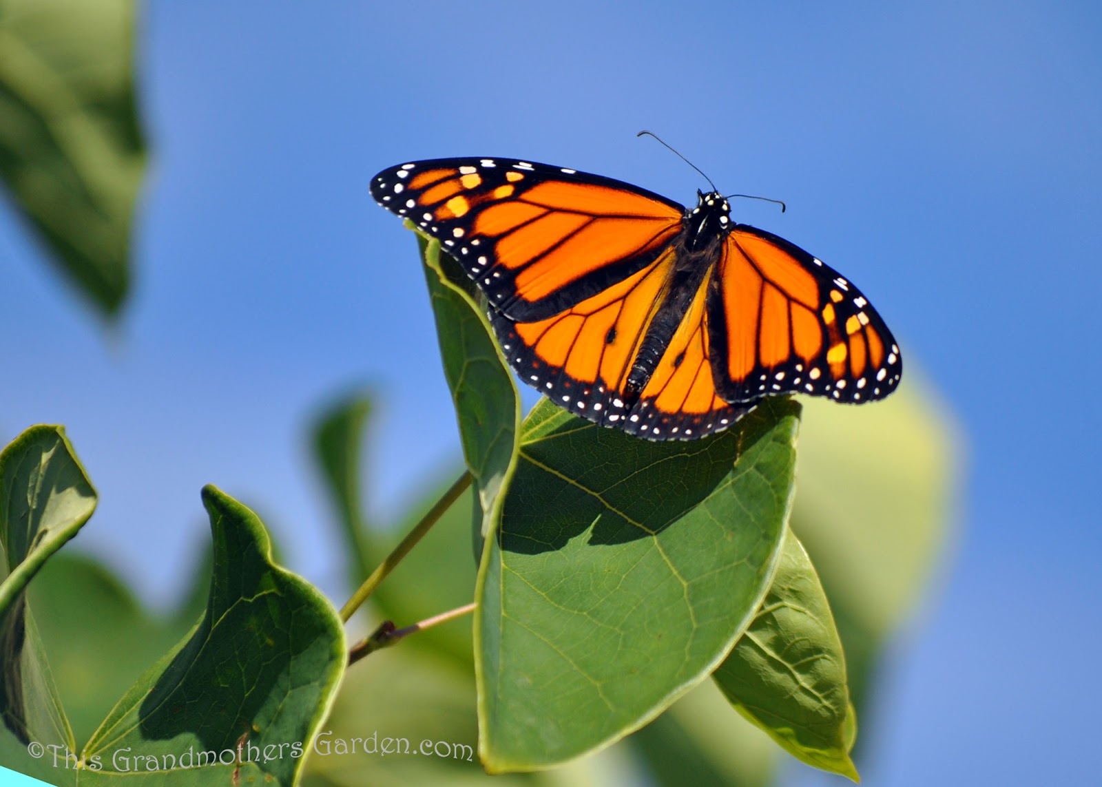 This Grandmother's Garden: My Video of a Monarch Emerging...