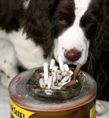 Dogs in smoking households passively puff more than 3,000 cigarettes a ...