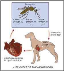 Pals Furr Us: heartworm in dogs