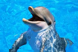 DUNIA HEWAN: HEWAN LUMBA-LUMBA