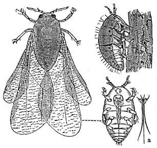 Enoitaca: Appunti di viticoltura: Cenni di storia e tecniche di ...