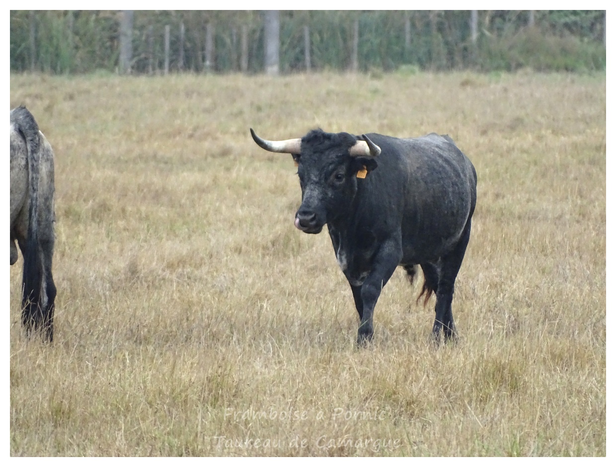Bos taurus taurus