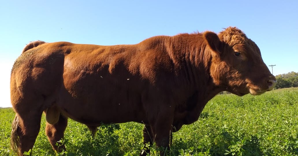 Inta. Cuenca del Salado: Reproducción animal