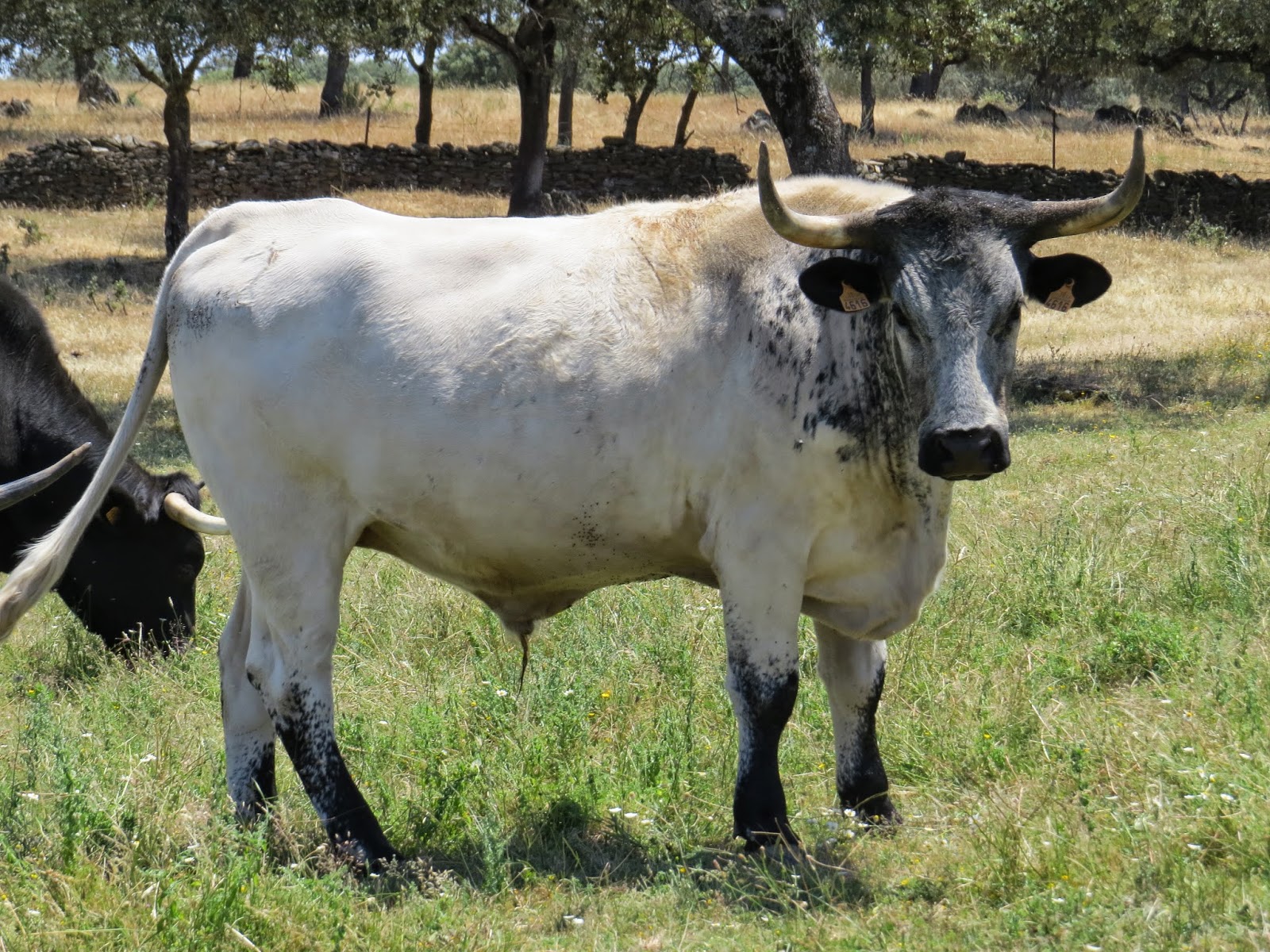 SEMENTALES BERRENDOS: BUEYES