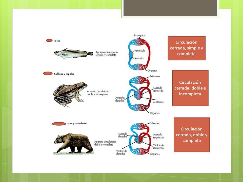 biología y geología 1ºbto: Tema 14-15-16 LAS FUNCIONES VITALES EN LOS ...