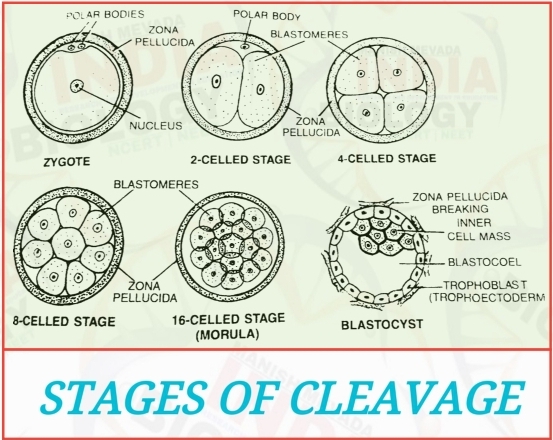 FERTILIZATION - CLEAVAGE & BLASTULATION