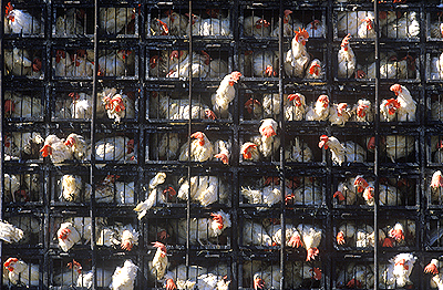 ENG101-American Food Industry