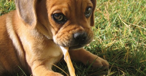 Ask an Expert - Chewing an inappropriate things | Dog Trainer