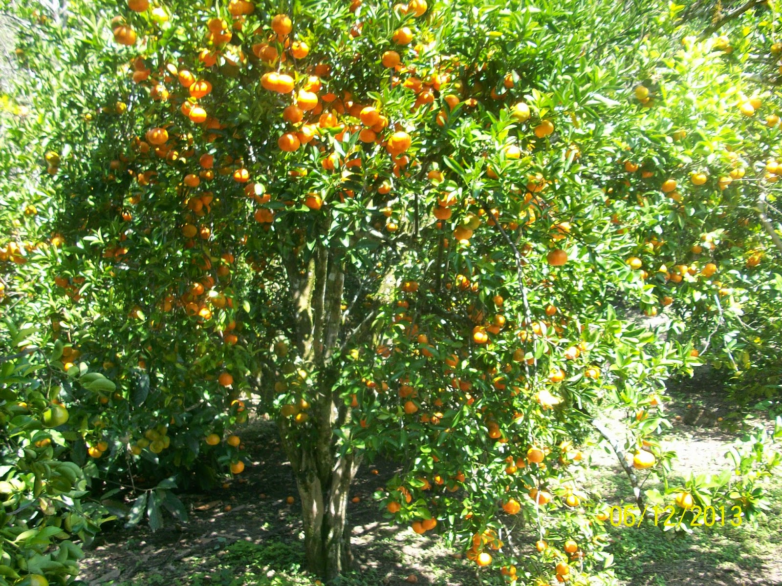 Produccion y Comercializacion de Mandarina
