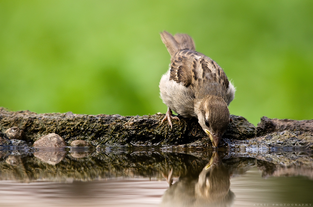 Atrej photography: vrabec domový