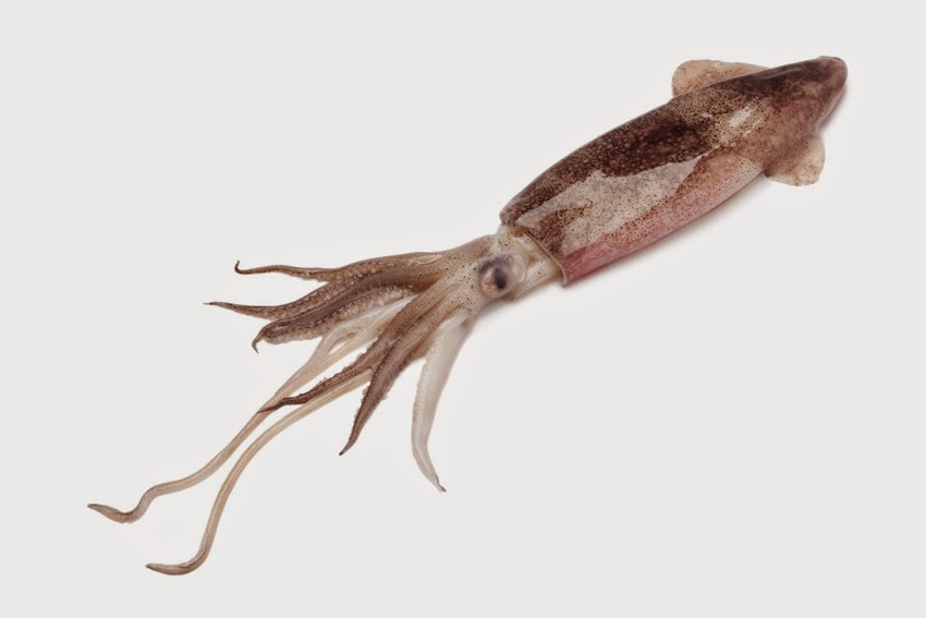 Jak oczyścić kalmary ? | Kalejdoskop Renaty