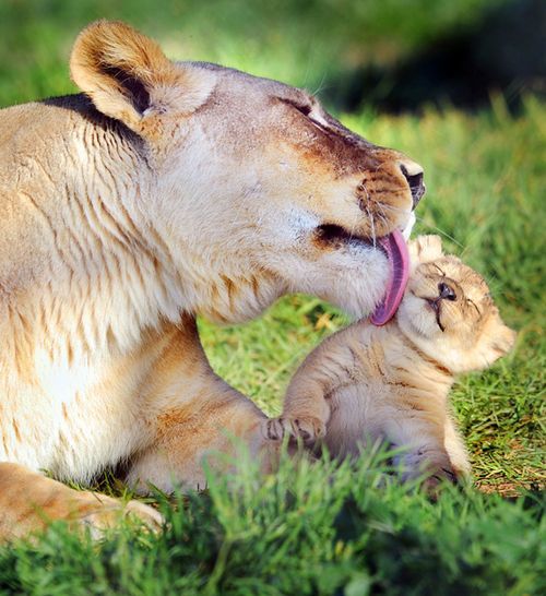 Beautiful World : Parental Care in the Animal Kingdom (20 photos)