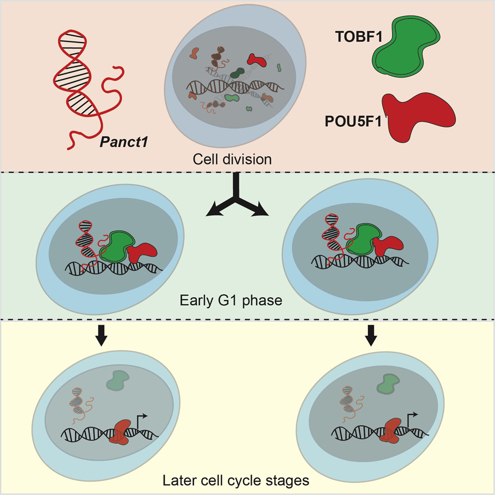 lncRNAs might function as barcodes for identifying genomic addresses ...
