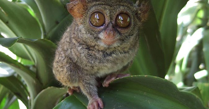 Tarsius, a classification overlaps