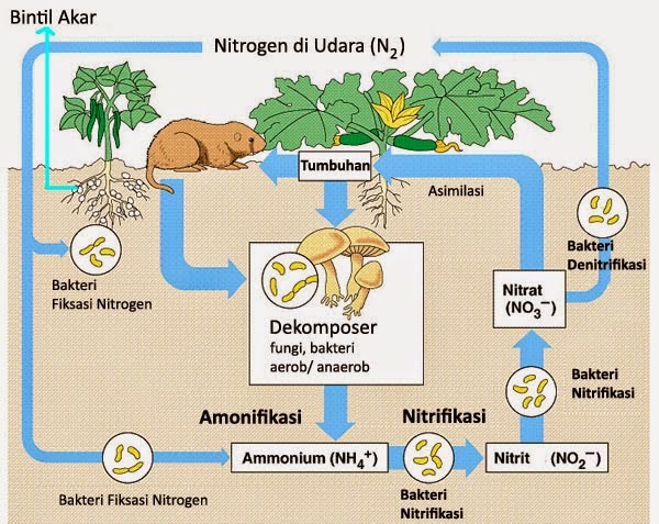 MUHAMMAD SYAFRIADI: MAKALAH BIOGEOKIMIA (EKOLOGI PERTANIAN)