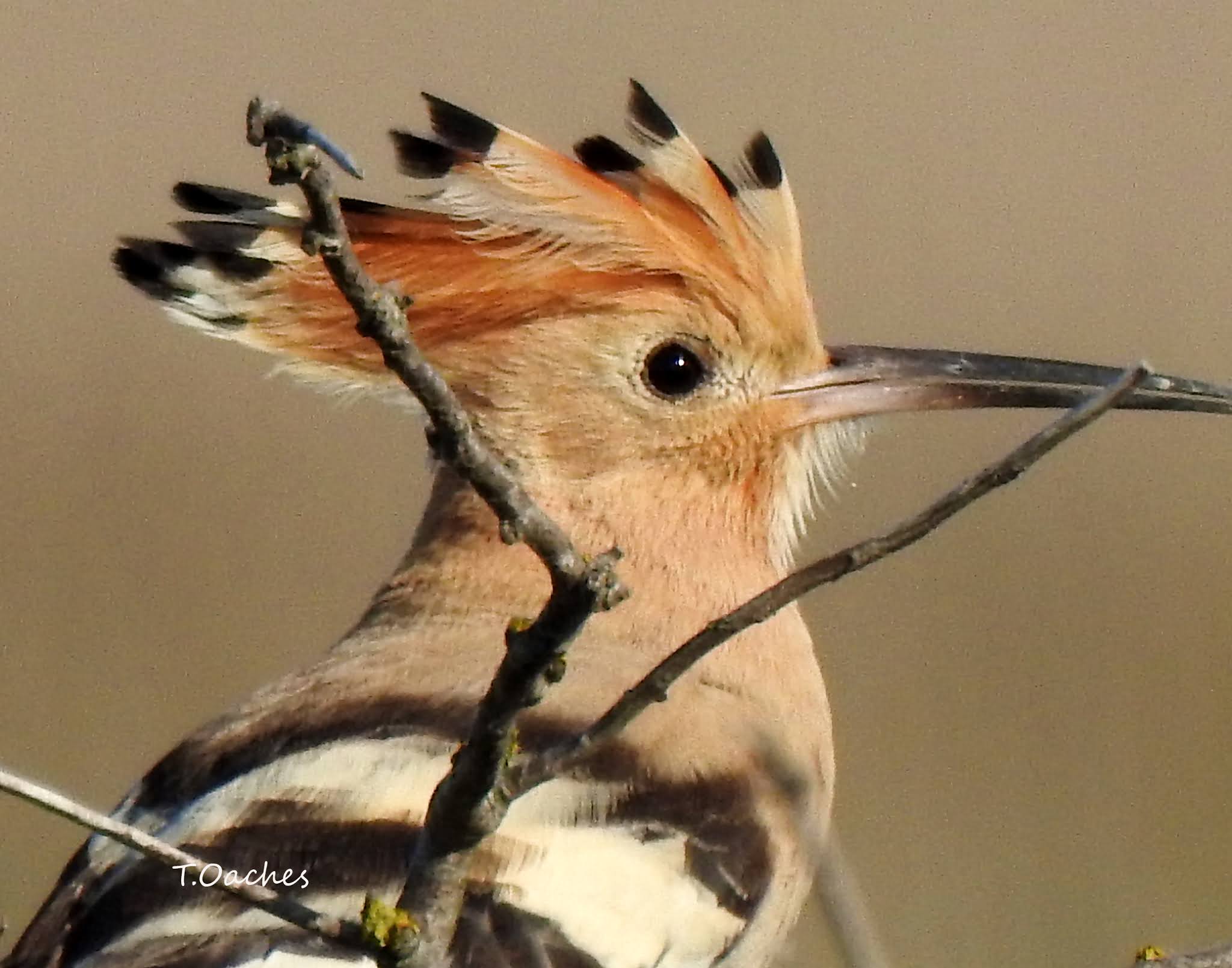 PASARI DIN ROMANIA: PUPAZA, Upupa epops
