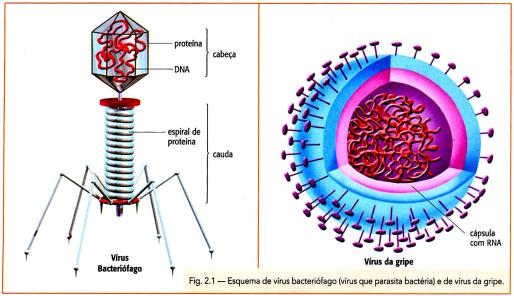 BIOEDUCA: Vírus esquemas
