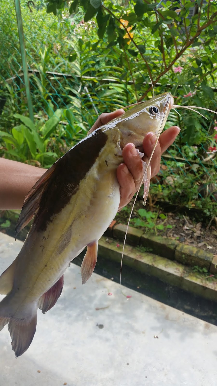 Warisan Petani: Ikan Baung