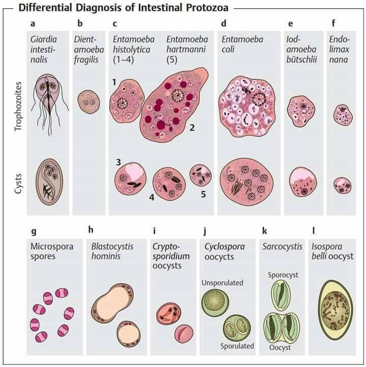 Protozoarios Intestinales