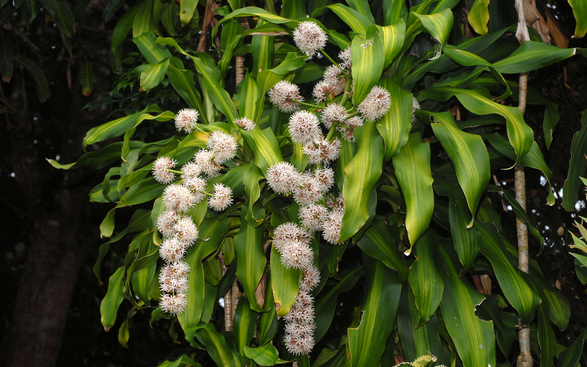 Dracaena fragrans - Dracaena deremensis care | Travaldo's blog