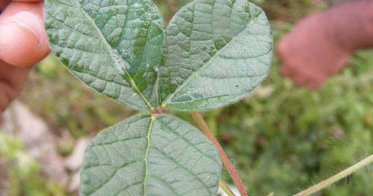 Medicinal Plants: Flemingia procumbens