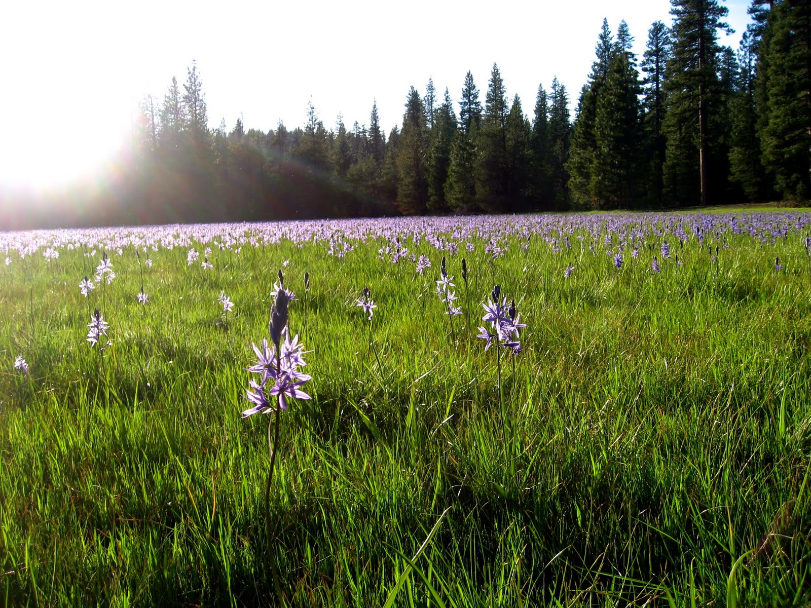 Dreams & Happy Things...: Magical Meadow