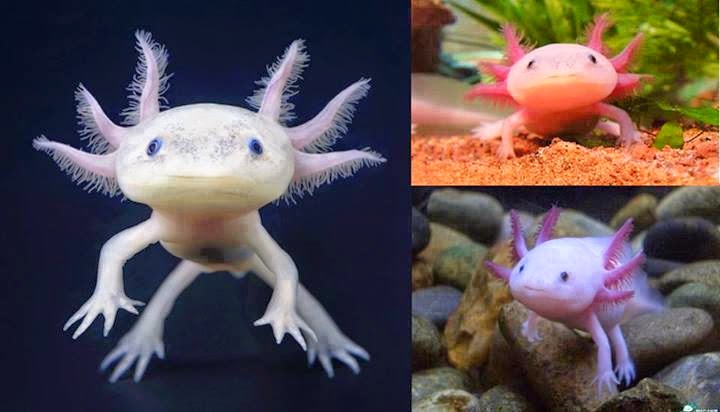 Axolotl Fish ... Real life Pokemon