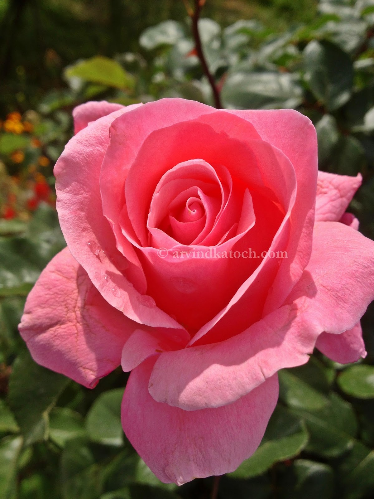 Arvind Katoch Photography : HD Pic of Beautiful Pink Rose